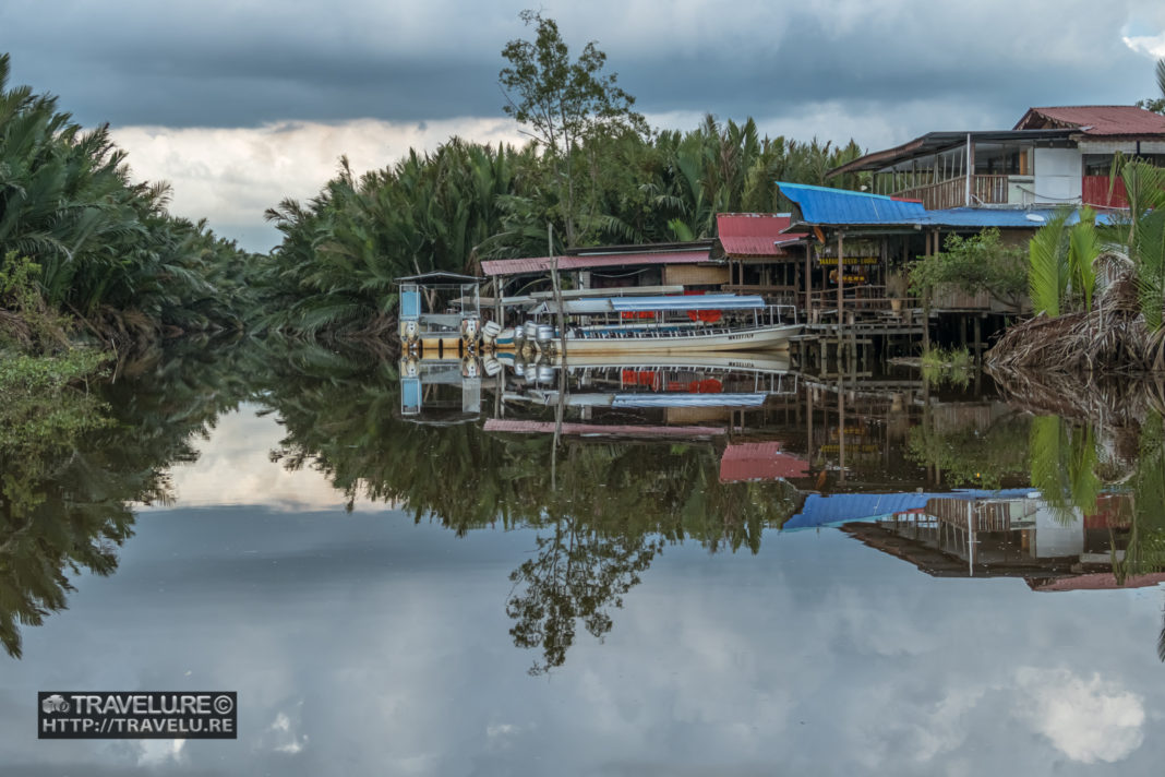 Proboscis Monkeys in Sabah Borneo - Travelure